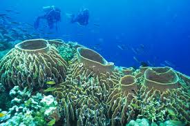 underwater burial - Friends Funeral Home and Cremations